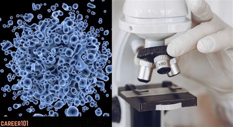 Msc Microbiology Jobs Ranging From Microbiologist To Teacher