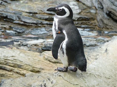 Animais Aves Pinguim De Magalh Es Pinguim De Magalh Es Pinguim