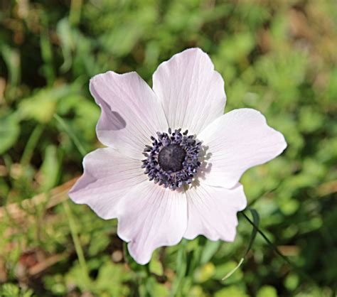 Anemone Flower Nature Free Photo On Pixabay Pixabay