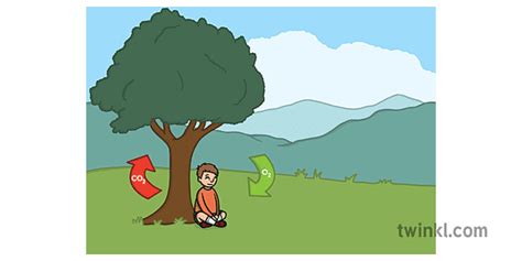 Oxygen And Carbon Dioxide Cycle Illustration Twinkl