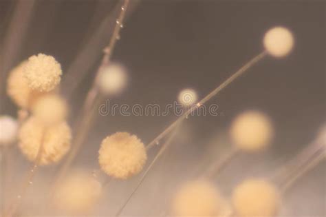 Caracter Sticas De La Colonia Del Molde Debajo Del Microscopio Foto De
