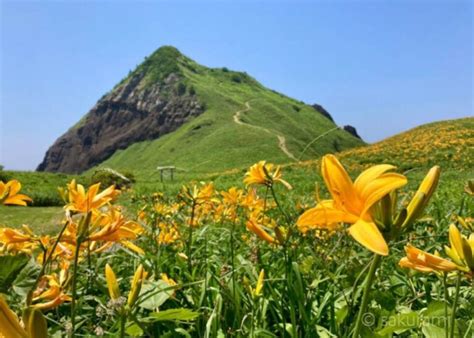 6月の佐渡島でしか見られない絶景大野亀のカンゾウを写真付きで解説 amivlog