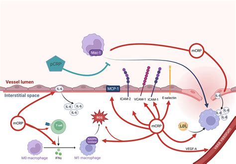 Mcrp Mediates An Inflammatory Response In The Intima Monocytes Are