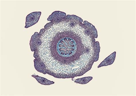 Microscopic Cross Section Cut Of A Plant Stem Under The Microscope