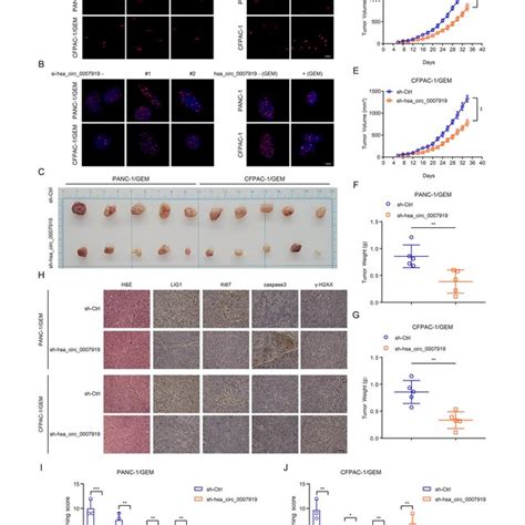 LIG1 Reversed Cell Proliferation Apoptosis And DNA Damage Effects Of