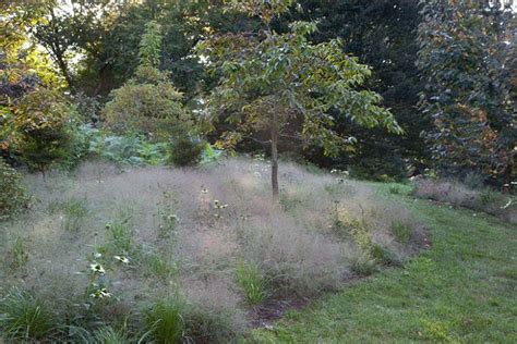 Eragrostis Spectabilis Purple Love Grass Grasses Garden Garden
