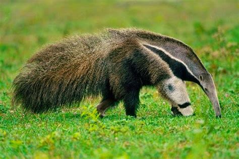 OSO HORMIGUERO El Oso Hormiguero