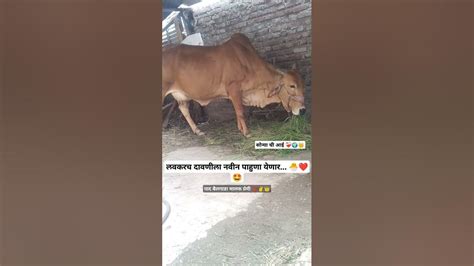 लवकरच आपल्या दावणीला नवीन पाऊना येणार ️👑🐣🤩 Bailgada Sharyat