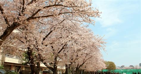 【学歴】安楽宙斗の高校は八千代高校！数学はトップクラスで中学大学は？ 応援ナースでプチ移住
