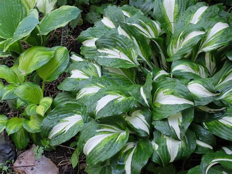 Хоста волнистая купить в blumgarden.ru