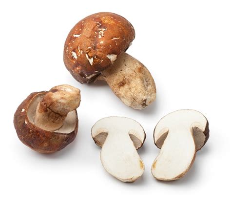 Fresh Frozen Porcini Mushrooms Northwest Wild Foods Raw Healthy