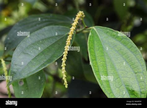 Close Up Of Fresh Live Piper Nigrum Peppercorns Black Pepper Flower