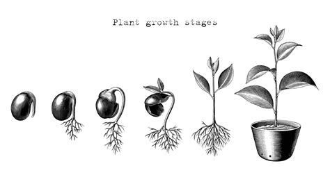 Plant Growth Stages Hand Drawing Engraving Style 11934949 Vector Art At