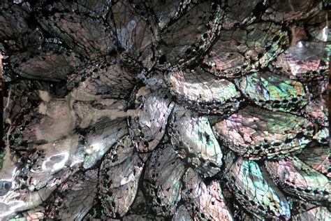 Abalone Shells Miniature Sea Free Photo On Pixabay Pixabay