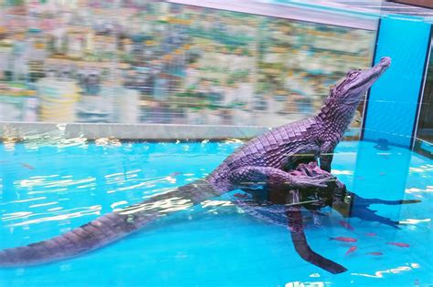 療癒系萌寵夯！觀賞龍貓、 狐獴 春季魚人節營造偽出遊 民生頭條