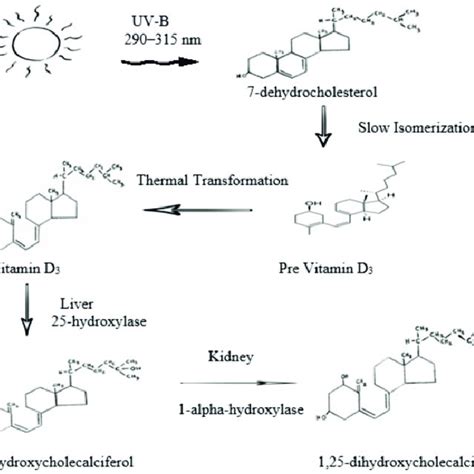 Schematic Diagram Of Vitamin D Metabolism In Human Body Factors