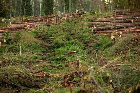 Responsible Forestry Sca