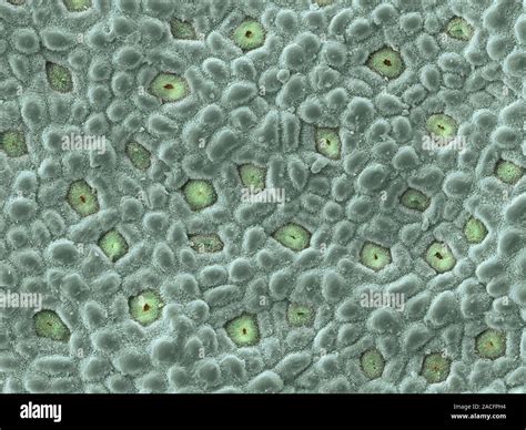 Eucalyptus Leaf Coloured Scanning Electron Microscope Sem Of The