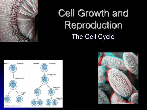 Ppt Cell Growth And Reproduction Powerpoint Presentation Id559579