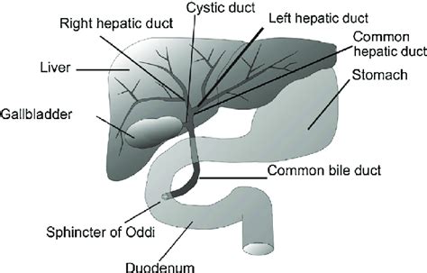 Structure Of The Biliary Tree Adapted From 18 With Permission Download Scientific Diagram