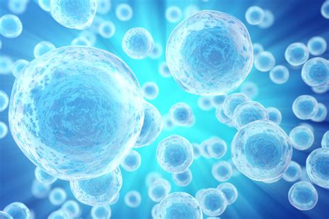 Researchers Identified One Of The Levers That Controls The Fate Of T Cells