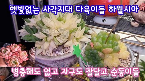 햇빛이부족해도 순둥하게 잘자라는 하월시아 다육이 키우기🍀번식도 잘하고 병충해도 없고 종류도 다양하고~👌추천해요🪴 Youtube