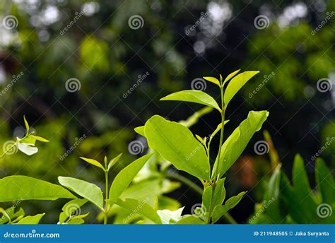 Syzygium Polyanthum Leaves With Common Names Indian Bay Leaf And