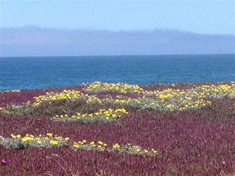 Meadow Overlooking Glass Beach Fort Bragg Ca Natural Landmarks