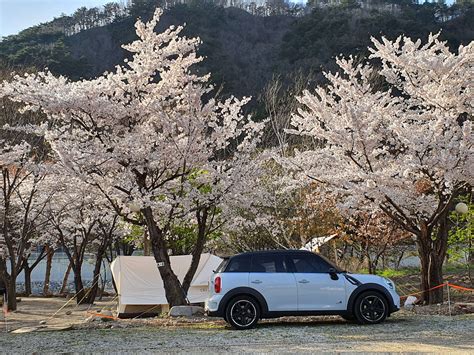 벚꽃 캠핑장 추천 평몬