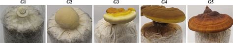 Morphology Of Ganoderma Lucidum Strain Zj 1 At 5 Growth Stages G1 G5 Download Scientific