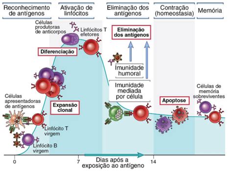 O Envolvimento Do Sistema Imune No Desenvolvimento Da Mielopatia