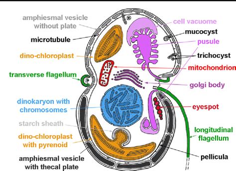 Dinoflagellates Labeled Diagram