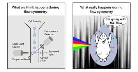 Flow Cytometry Cell Cartoons