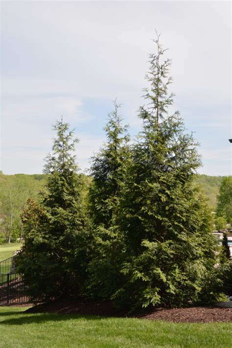 Passiglia Landscape Nursery And Garden Center Passiglia Landscape