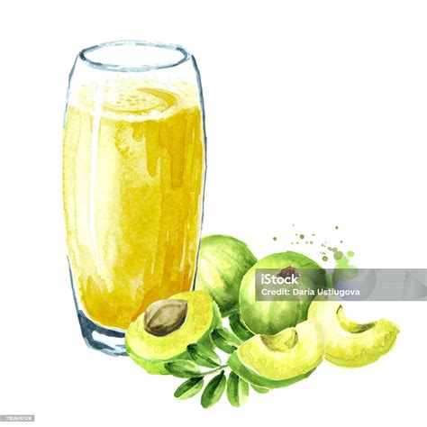 신선한 잘 익은 과일을 곁들인 구스베리 또는 암라 주스 흰색 배경에 격리 된 수채화 손으로 그린 그림 0명에 대한 스톡 벡터 아트 및 기타 이미지 Istock