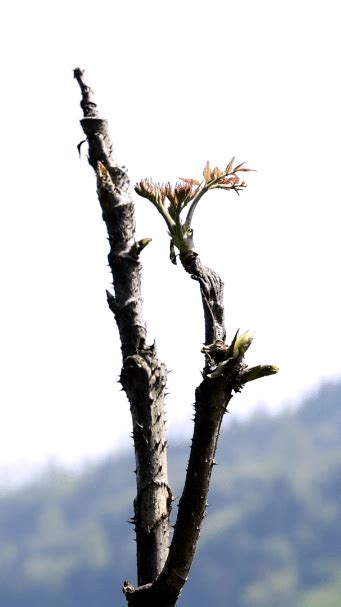 二郎山珍刺龙苞 山野菜 舌尖 嫩芽