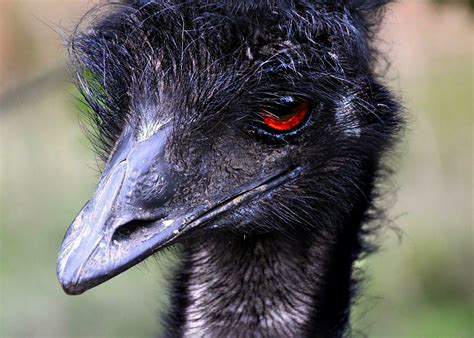 This Week in History: The Great Emu War Ends, Emus Win – Forgotten Finds