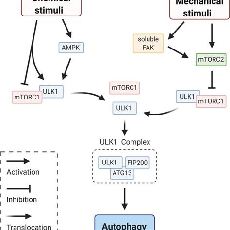 Schematic Representation Of Signaling Circuits For ULK1 Complex