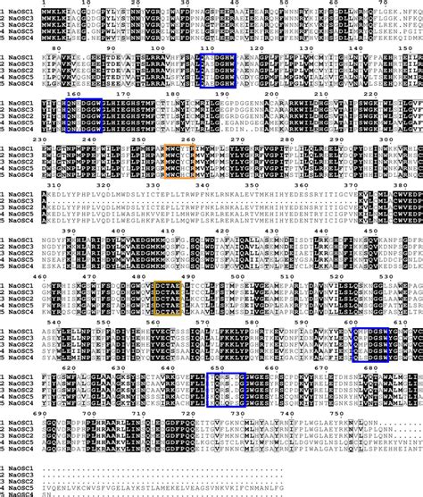 Multiple Alignments Of Amino Acid Sequences Of Naoscs From N