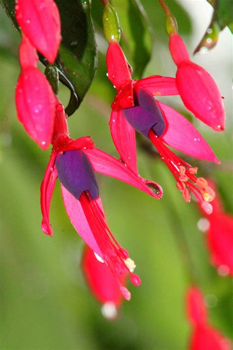 Fuchsia Eflora Of India