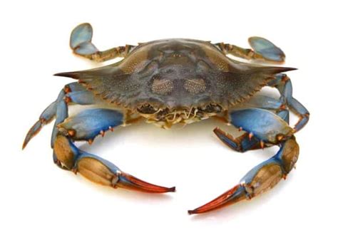 10 Different Types Of Crabs Nayturr