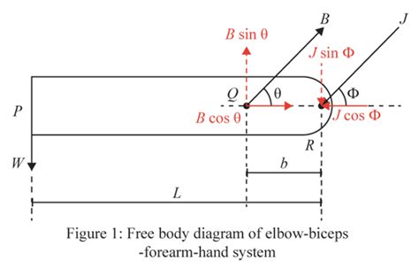 Solved Draw The Moment Diagram For The Elbowbicepsforearmhand