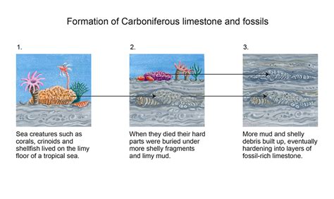 Fantastic Fossils Dales Rocks