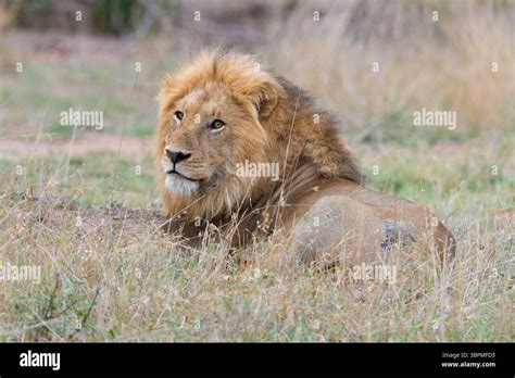 Cape Lion Panthera Leo Melanochaita Panthera Melanochaita Adult