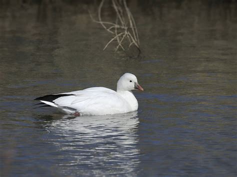17 White Birds In Georgia Id Photo Call Guide