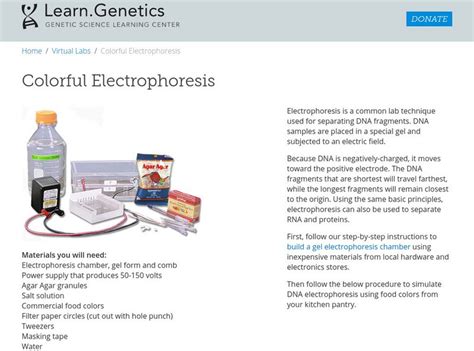 University Of Utah Learn Genetics Colorful Electrophoresis Interactive For 9th 10th Grade