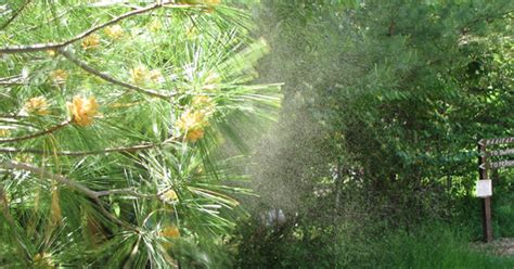 What Is The Worst Tree For Pollen At Christopher Lewis Blog