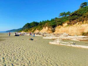 The Tree Of Life Washington State A Complete Guide