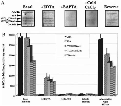 Calcium Binding Assay A Representative Phosphorimager Pictures Of