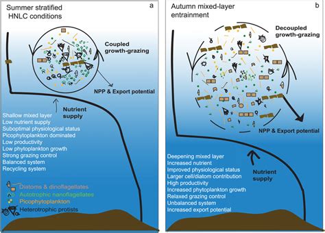 Schematic Diagram Illustrating Microbial Food‐web Structure And Download Scientific Diagram